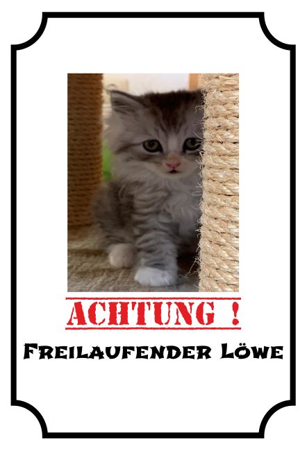 Katzen Schild Freilaufender Löwe zum selbst weiter gestalten – Schilder ...